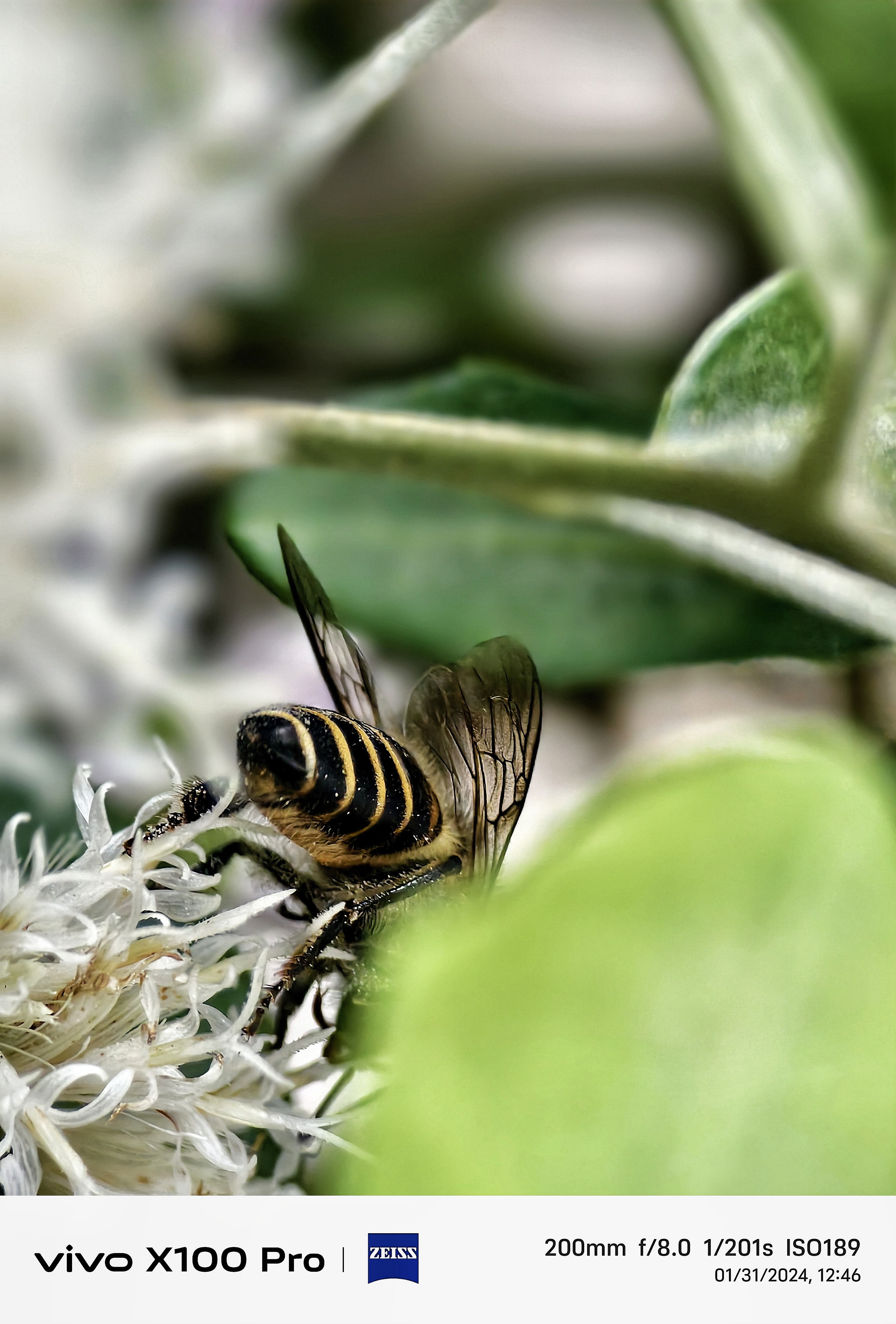 Macro Potrait photography with the incredible Vivo X100 Pro! Part 2