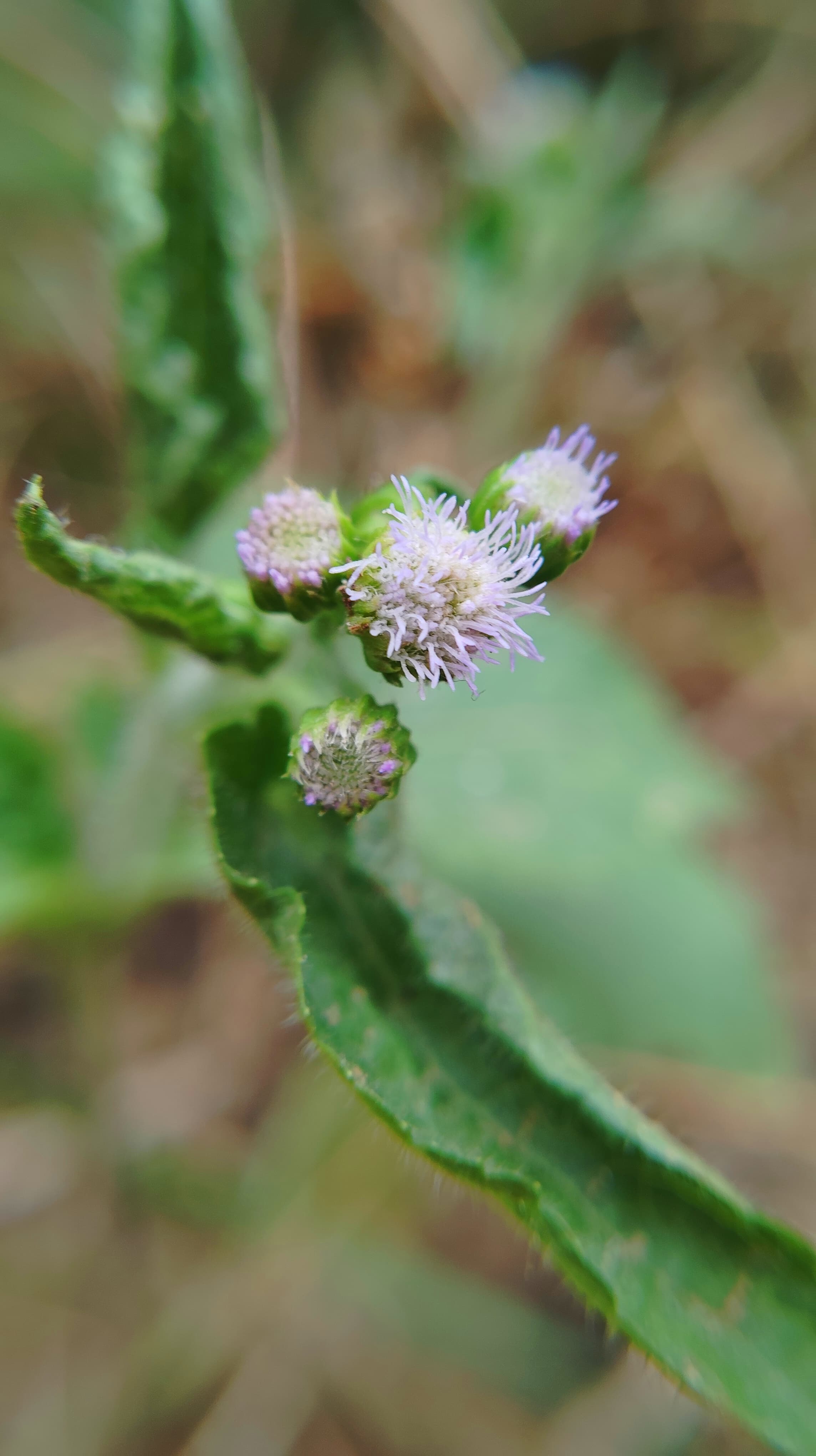Billygoat weed